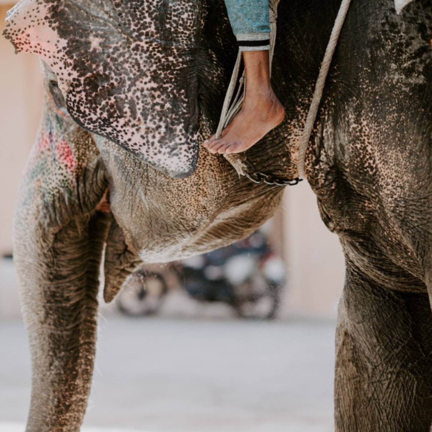 The Elephant and the Rider - Breakthroughs